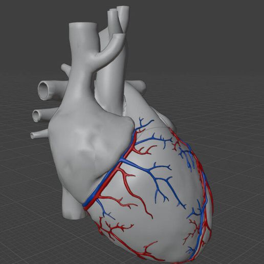 💜 Realistic Human Heart (anatomical)・ 3D File for 3D printing・Cults