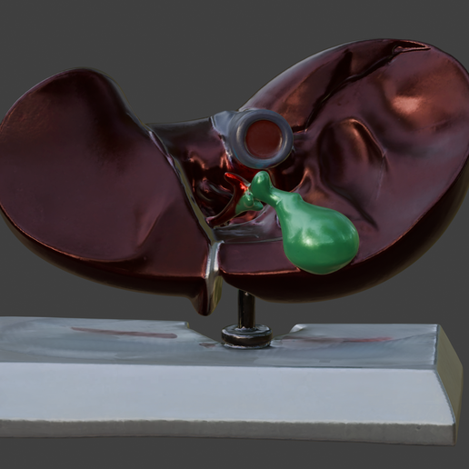 💊 3D Model of Human Liver Anatomy v3・ STL File for 3D printing・Cults