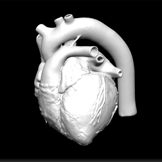 💜 Heart Cardiac Anatomy External View 3D Print Model - Human Heart STL ...