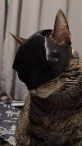🐱 BATCAT | BATMAN CAT MASK・Archivo 3MF para Impresión 3D・Cults