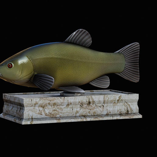 🐠 pez tenca común / tinca tinca estatua con espacio de almacenamiento ...