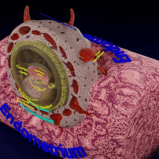 🧪 Human embryo 15-28 days 3-4 weeks gastrulation 3D MODEL・ 3D File for ...