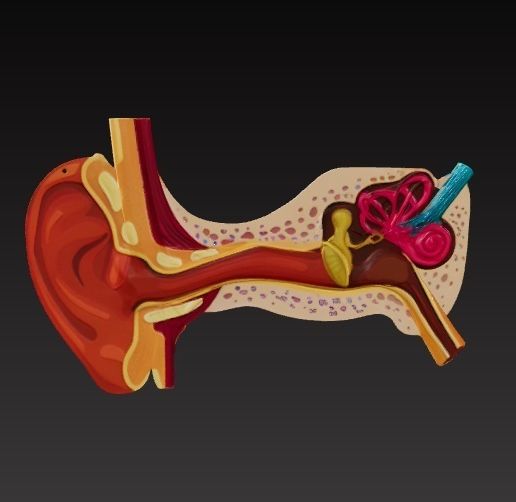 3d printed ear bones