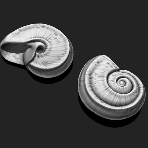 🐚 Shell 5 - 3D Print - Aquarium - Sea Life・ 3D File for ・Cults