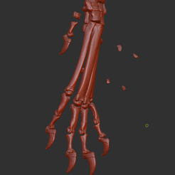 3D printed Cat Hind leg skeleton model・Cults