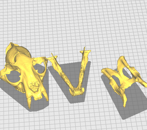 Free STL file clouded leopard skull 🐆 ・3D printing design to download・Cults