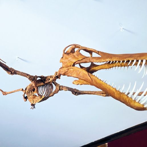 3D printed Pteranodon skeleton • made with Bambu Carbon X1・Cults