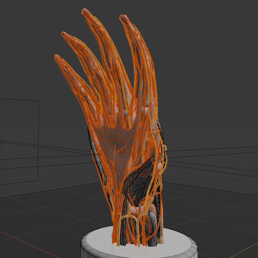 Human Hand Anatomy 3D Model – Fully Textured & UV Mapped (Separated ...