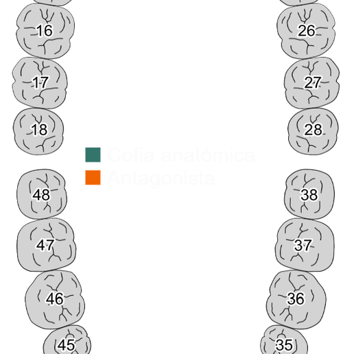 🫀 anatomical coping on implant of part 1.1・ STL File for ・Cults