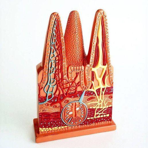 🎒 3D Intestinal Villi Anatomy Model・ STL File for 3D printing・Cults