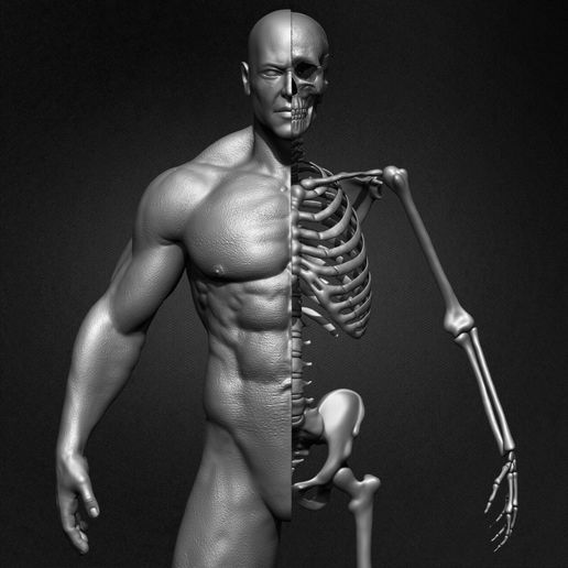 el skeleton