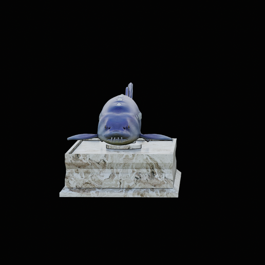 🐠 fish sturgeon / huso huso / vyza / Acipenseridae with storage space ...