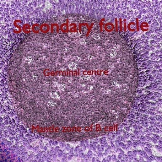 ⚕️ Lymph node Lymphatic system 3D model・ 3D File for 3D printing・Cults