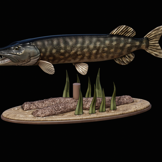 🐠 fish NORTHERN PIKE (ESOX LUCIUS) in motion 2 natural base detailed ...