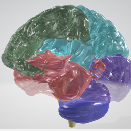 🧠 3D human brain anatomy with frontal, parietal, occipital, temporal ...