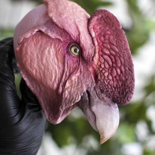 🐉 Andean condor head・Archivo STL para Impresión 3D・Cults