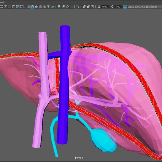 💊 3D Model of Healthy Liver・ STL File for 3D printing・Cults