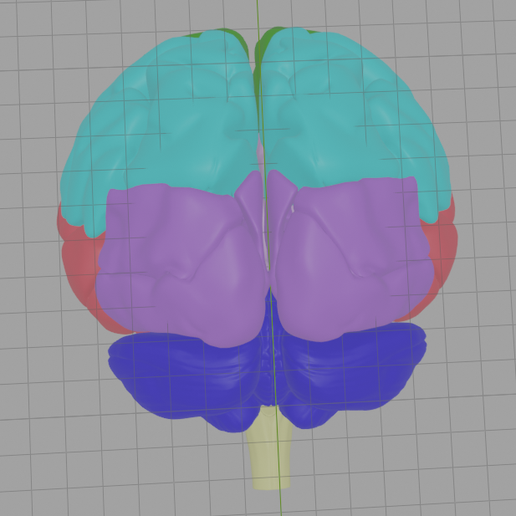 🧠 3D human brain anatomy with frontal, parietal, occipital, temporal ...