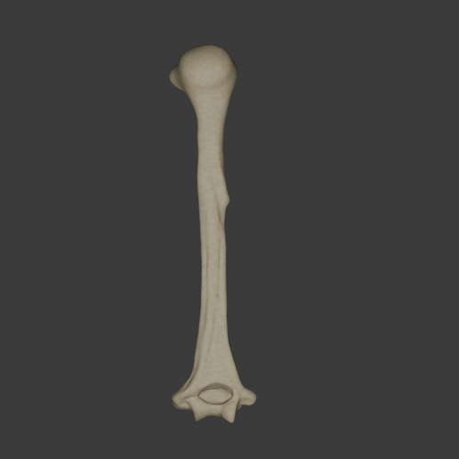 🦴 Humerus Anatomy・ STL File for 3D printing・Cults