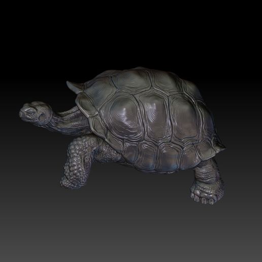 STL file Tortoise 3D Print 🐢 (OBJ)・3D printable model to download・Cults