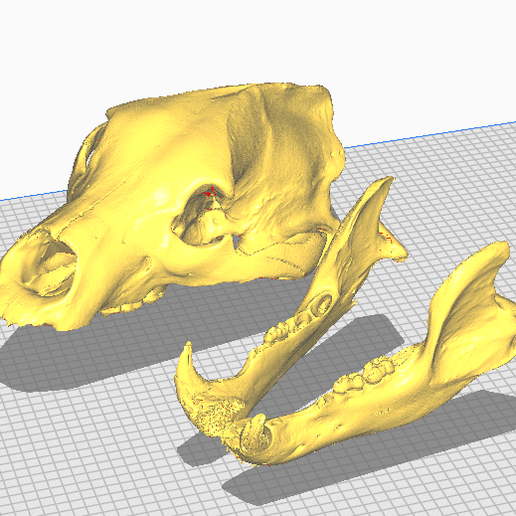 🐻 brown bear skull (lost teeth, jaw separated)・Free STL File for 3D printing・Cults