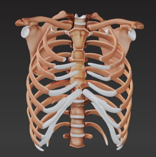 💀 Human rib cage・ STL File for 3D printing・Cults