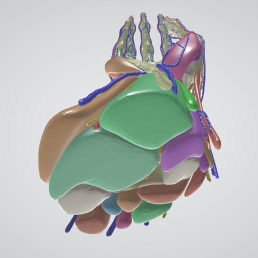 43-Part Complete Hand Anatomy 3D Model – Bones, Muscle Layers ...