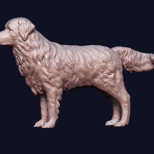 STL file Golden Retriever model 3D print model 🗿 (OBJ and DXF)・3D print ...