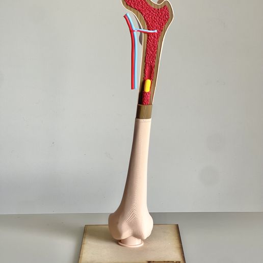 🦴 Femur bone anatomy・ STL File for 3D printing・Cults