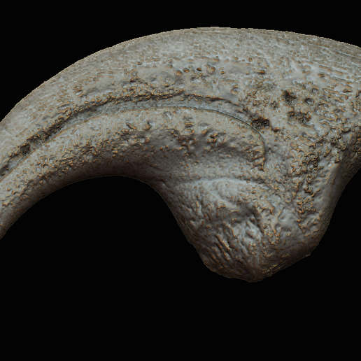 Allosaurus Hand Claw - Réplica de fósil de dinosaurio - Archivo de ...