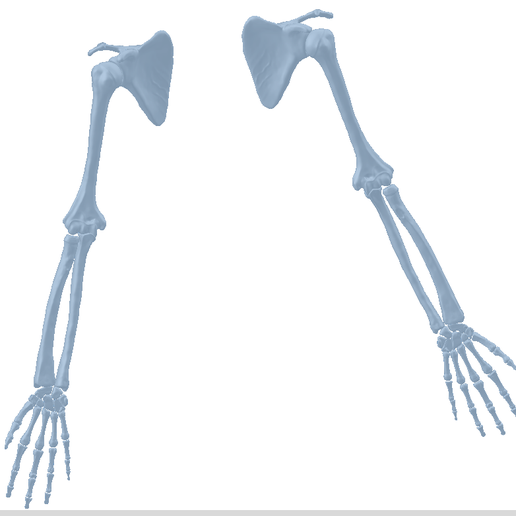 OBJ file Arm Skeleton 💪 ・3D printer design to download・Cults