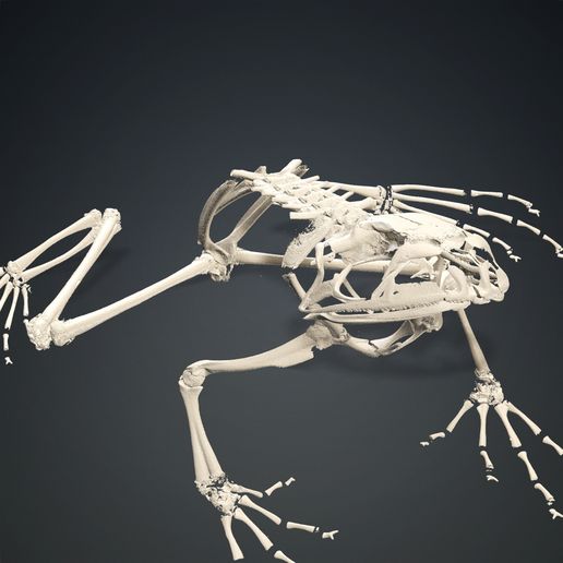 🐸 FROG Forest Green Tree AMPHIBIAN FROG MARSH FROG SKELETON BENES ...