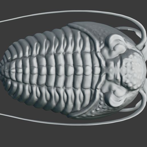 🐚 Trilobites・ STL File for 3D printing・Cults