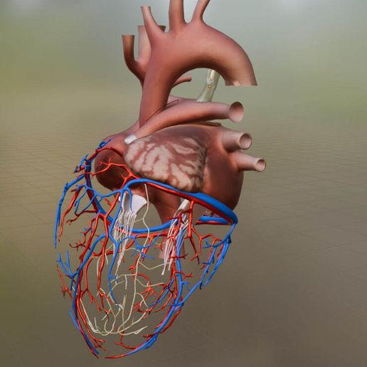 💜 Realistic Human Heart (anatomical)・ 3D File for 3D printing・Cults