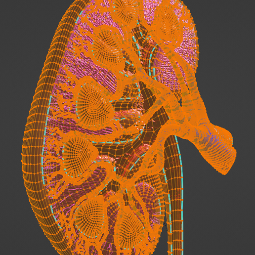 3D Model of Human Kidney cross section・ STL File for 3D printing・Cults