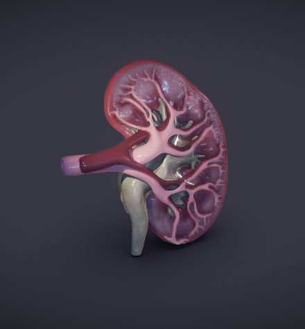 3d printed kidney