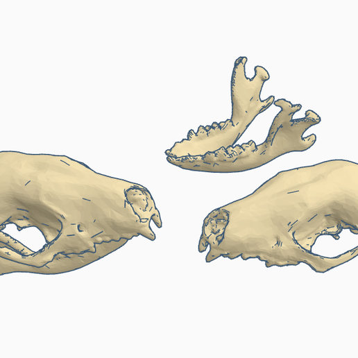 👹 Creature Skull・ STL File for 3D printing・Cults