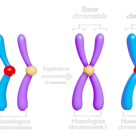 chromosome   chrome