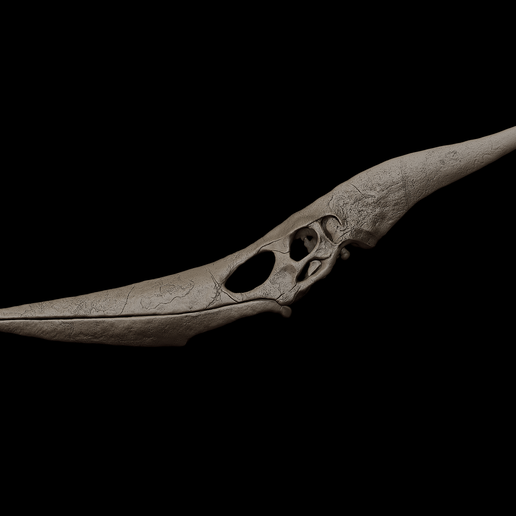 pteranodon skull 3d