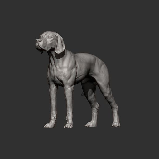 STL file English Pointer 3D print model 👤 (OBJ)・3D printing template to ...