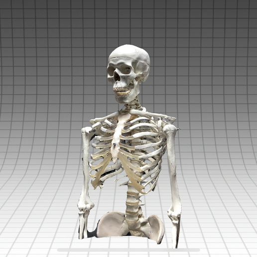 💀 Skeleton scanned with Qlone・Free STL File for ・Cults