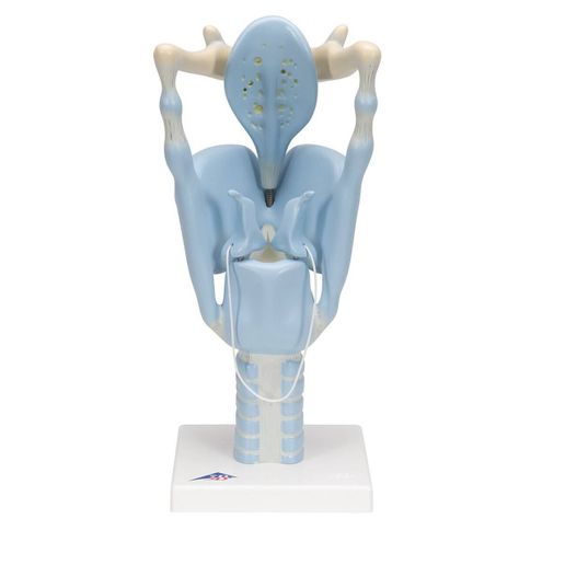 🩻 3D Model of Human Larynx Anatomy with Stand・ STL File for 3D printing ...