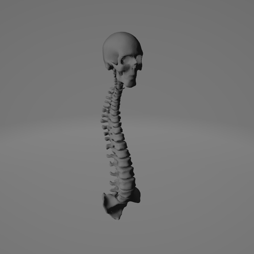 💀 Stylized Human Spine & Skull – 3D Printable Anatomical Art Model・ STL ...