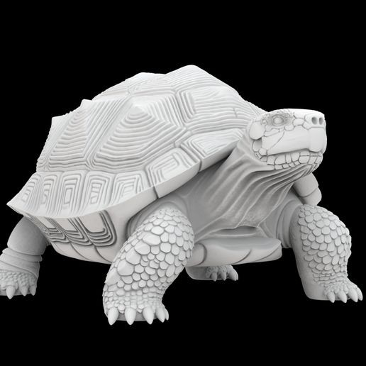 sculpting tortoise