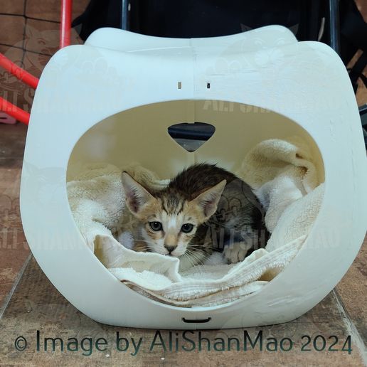 🐱 Scuplted Kitty Cat House・ STL File for 3D printing・Cults