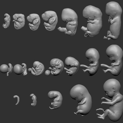 👶 Fetal Baby Embryo Development Stages・ STL File for 3D printing・Cults