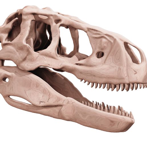 STL file Appalachiosaurus skull 💀 (OBJ)・Model to download and 3D print ...