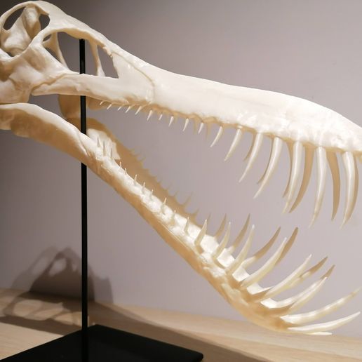 💀 Pterosaur skull - Boreopterus・ STL File for 3D printing・Cults