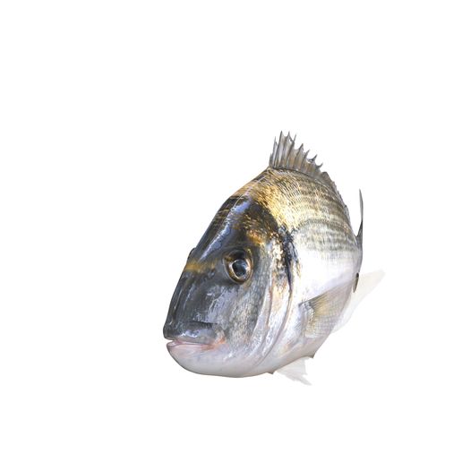 🐠 DORADO Bream fish Dorade Royale ANIMATED・ STL File for 3D printing・Cults