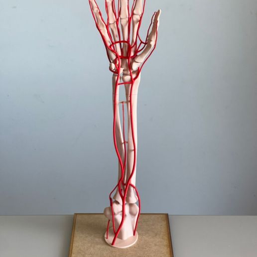 Anatomy Arterial System of the Hand and Forearm・ STL File for 3D ...